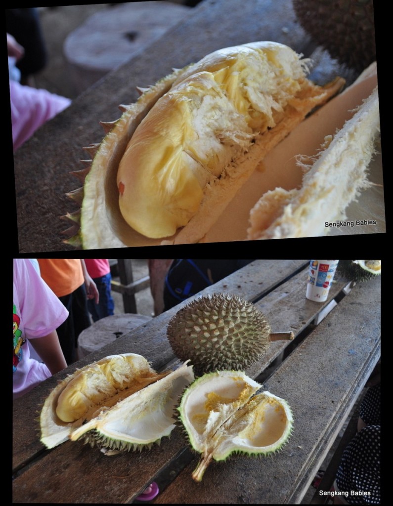 Bao Sheng Durian Penang - Sengkang Babies
