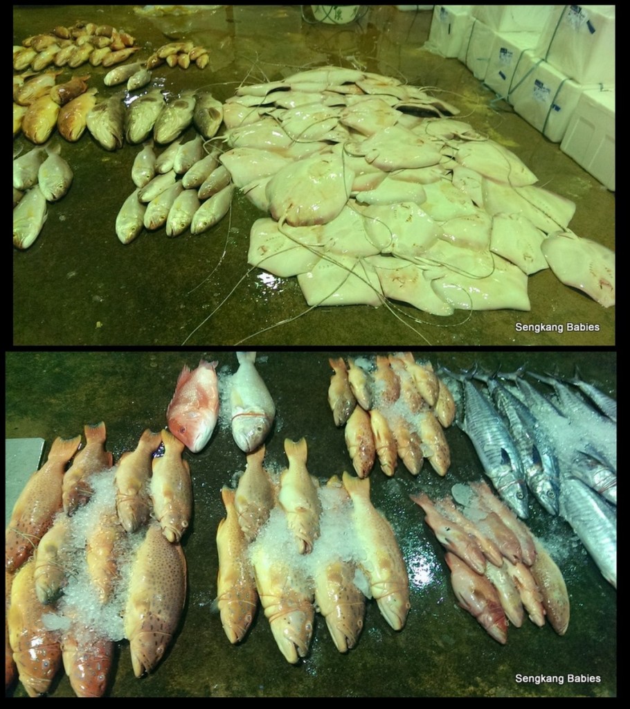 Jurong Fishery port with kids - Sengkang Babies